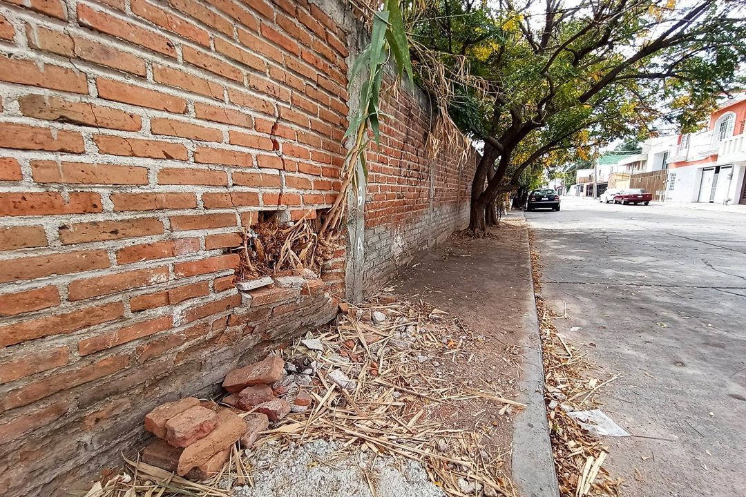 Plantas revientan una barda que está a punto caer en La Martinica ...