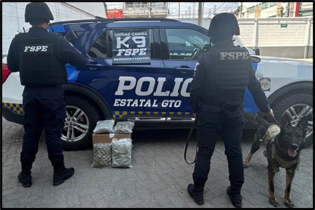 Asegura la Unidad del k9 más de 2,000 dosis de marihuana - CaracolEnMovimiento