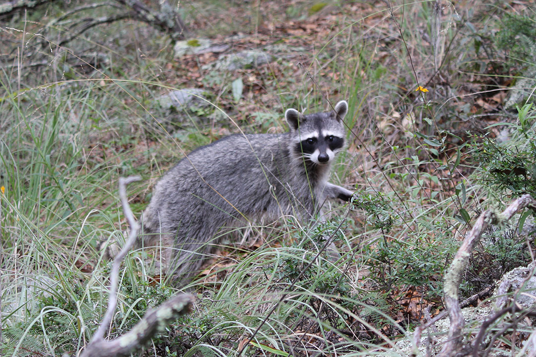 Liberan 5 ejemplares de mapache y una hembra lince americano en Sierra ...